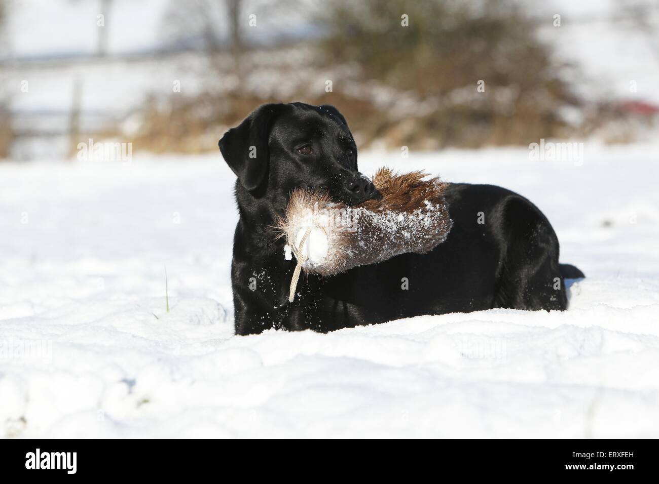 retrieving Labrador Retriever Stock Photo - Alamy