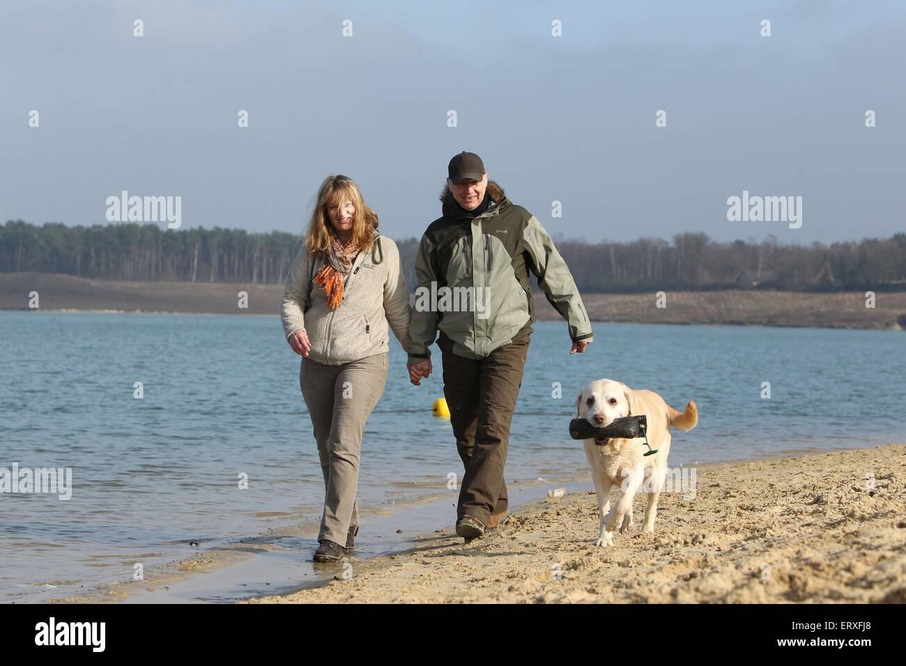 old Labrador Retriever Stock Photo - Alamy