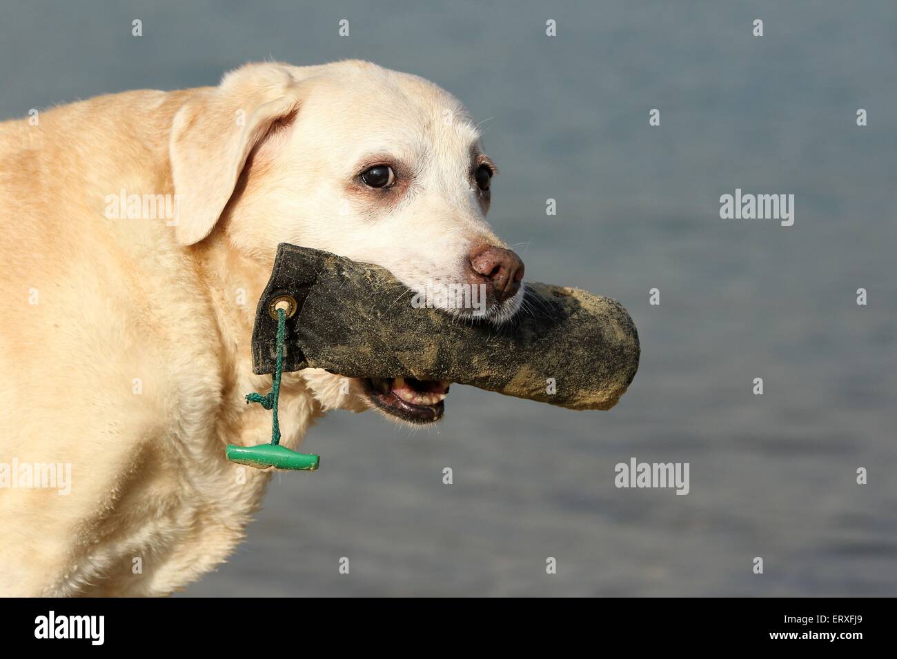 old Labrador Retriever Stock Photo - Alamy