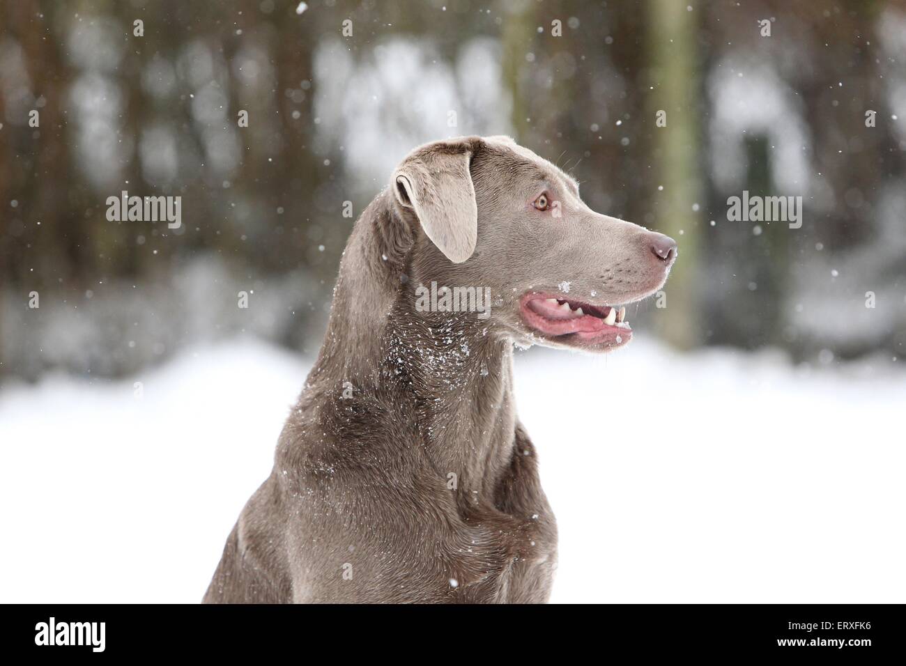Labrador Retriever Portrait Stock Photo - Alamy