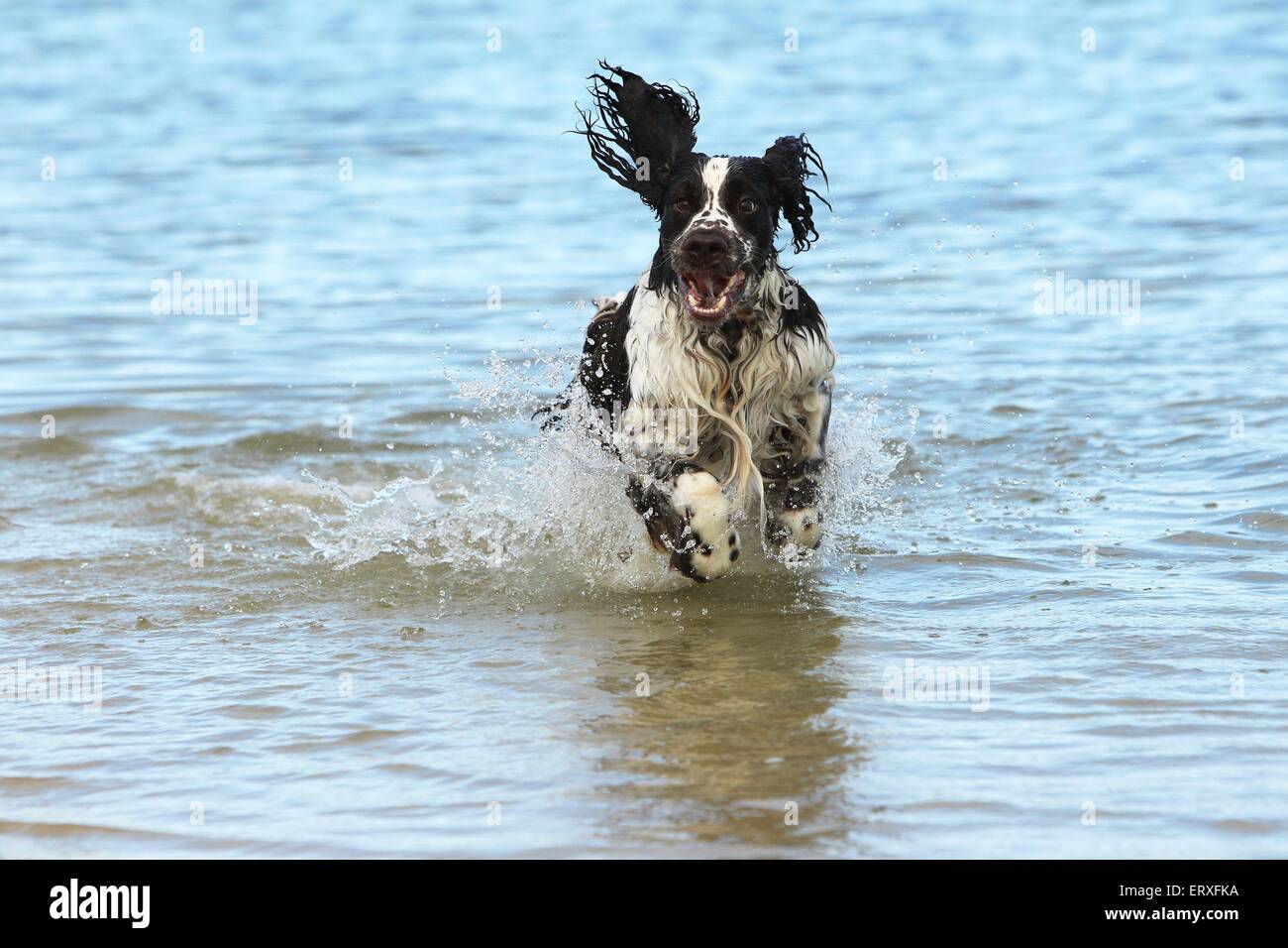 running English Springer Spaniel Stock Photo - Alamy