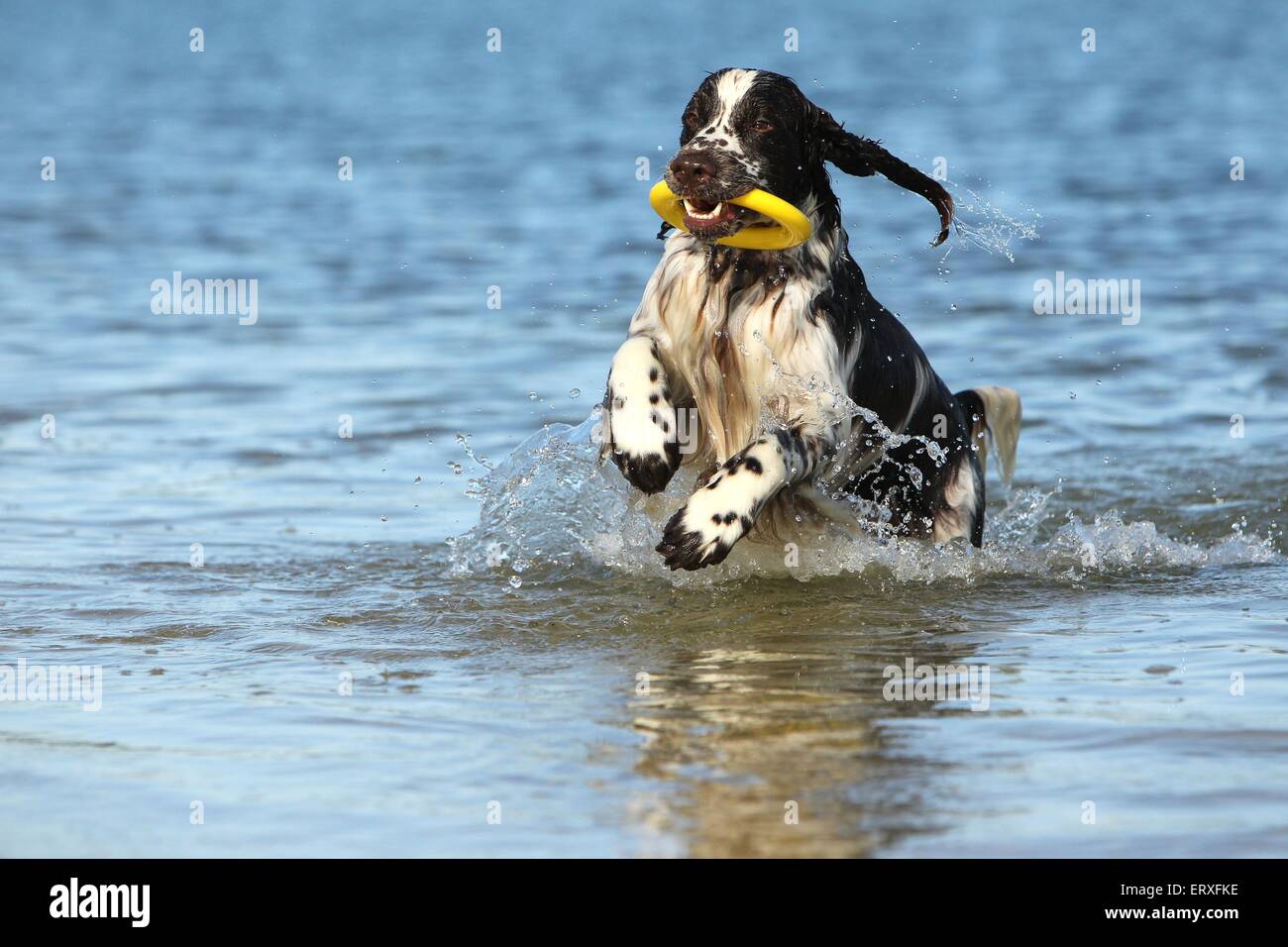 Springer spaniel gun dogs gundogs retrieving dogs hi-res stock ...