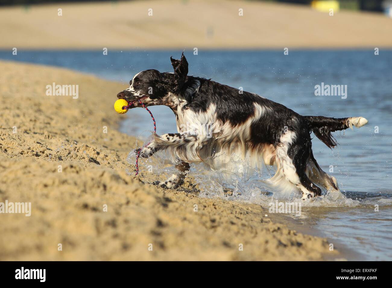 playing English Springer Spaniel Stock Photo - Alamy