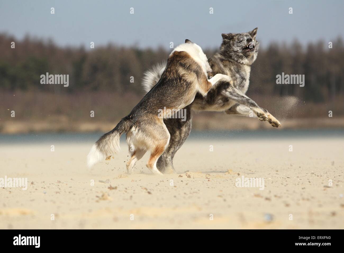 Leaping dogs hi-res stock photography and images - Alamy