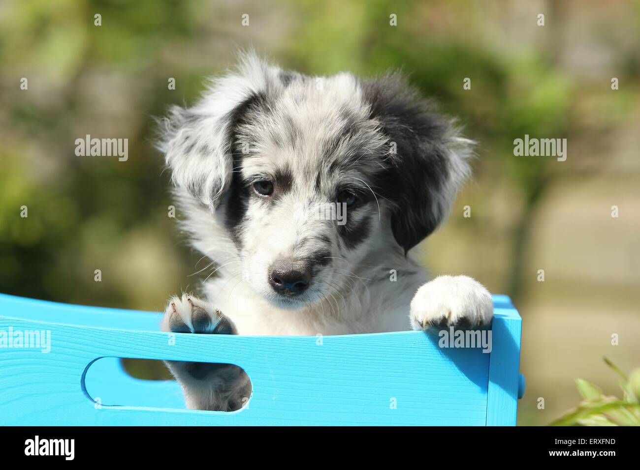Alpine Shepherd Puppy Stock Photo - Alamy
