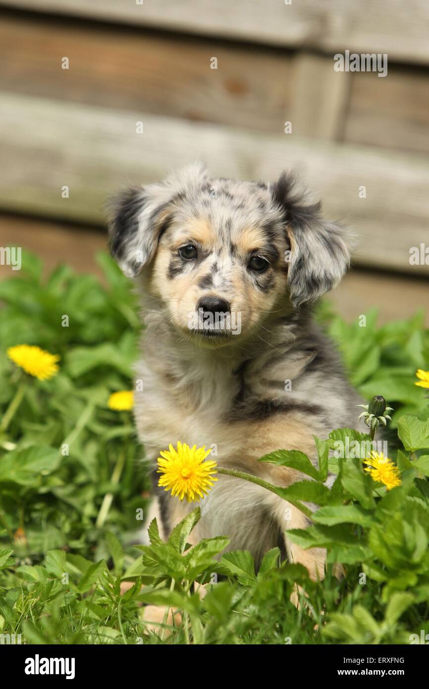 Alpine Shepherd Puppy Stock Photo - Alamy