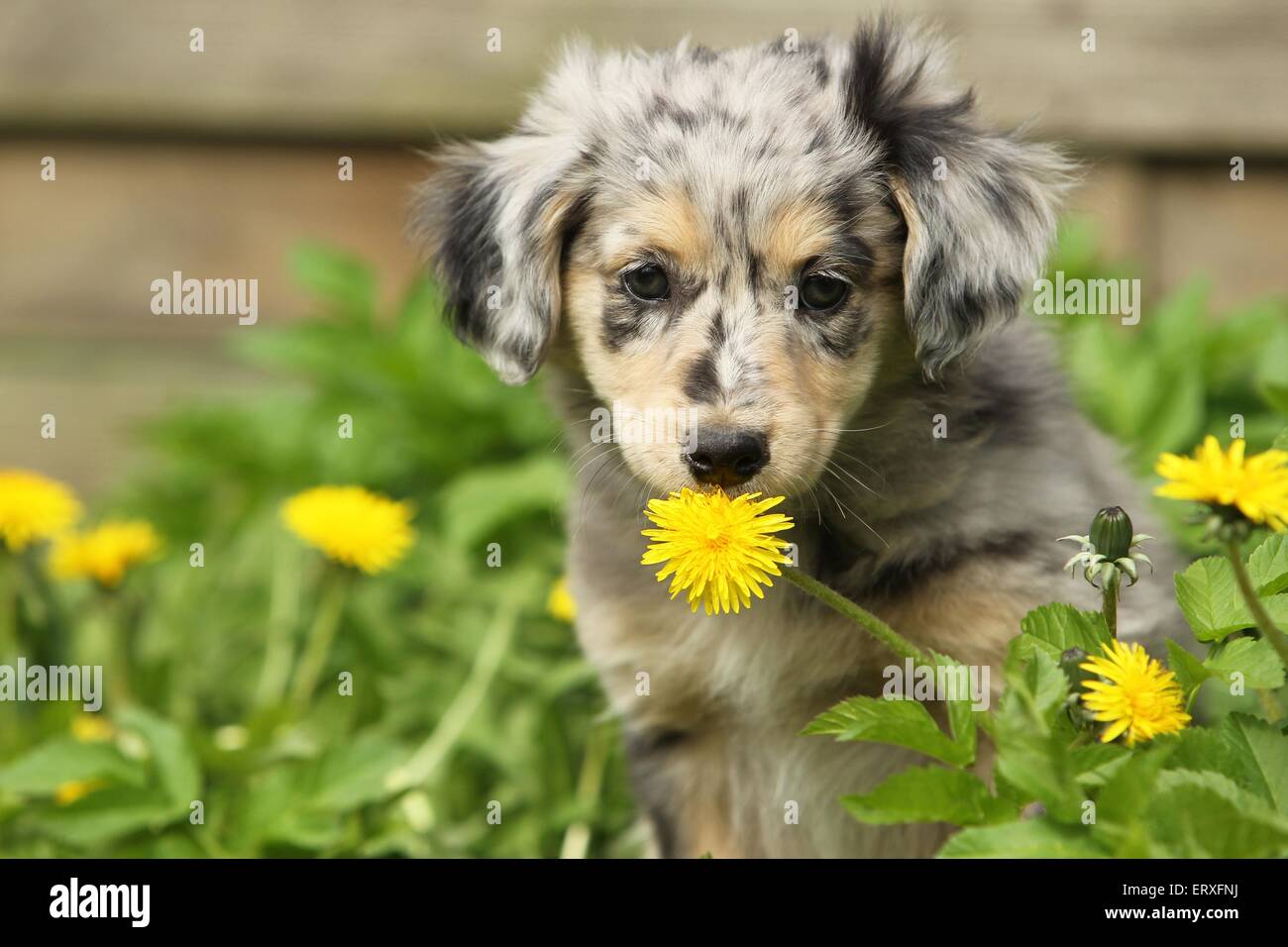 Alpine Shepherd Puppy Stock Photo - Alamy