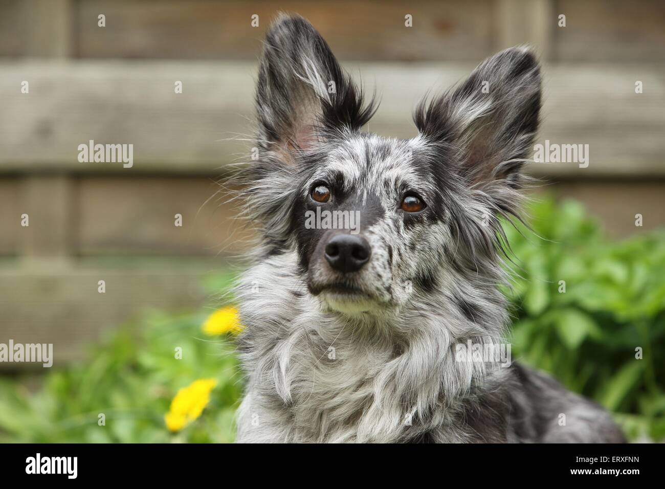 Alpine Shepherd Portrait Stock Photo - Alamy