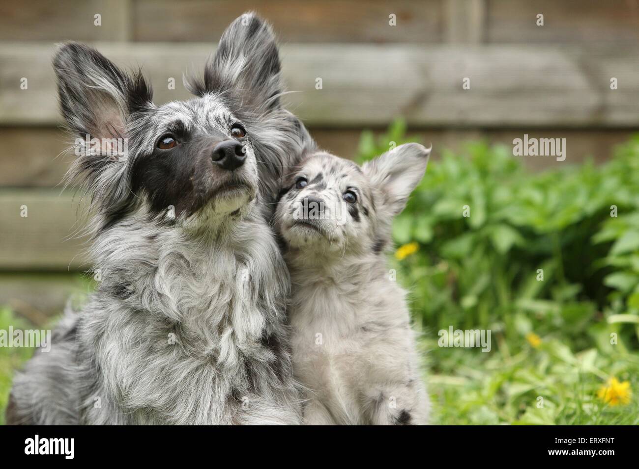 Alpine shepherd portrait hi-res stock photography and images - Alamy