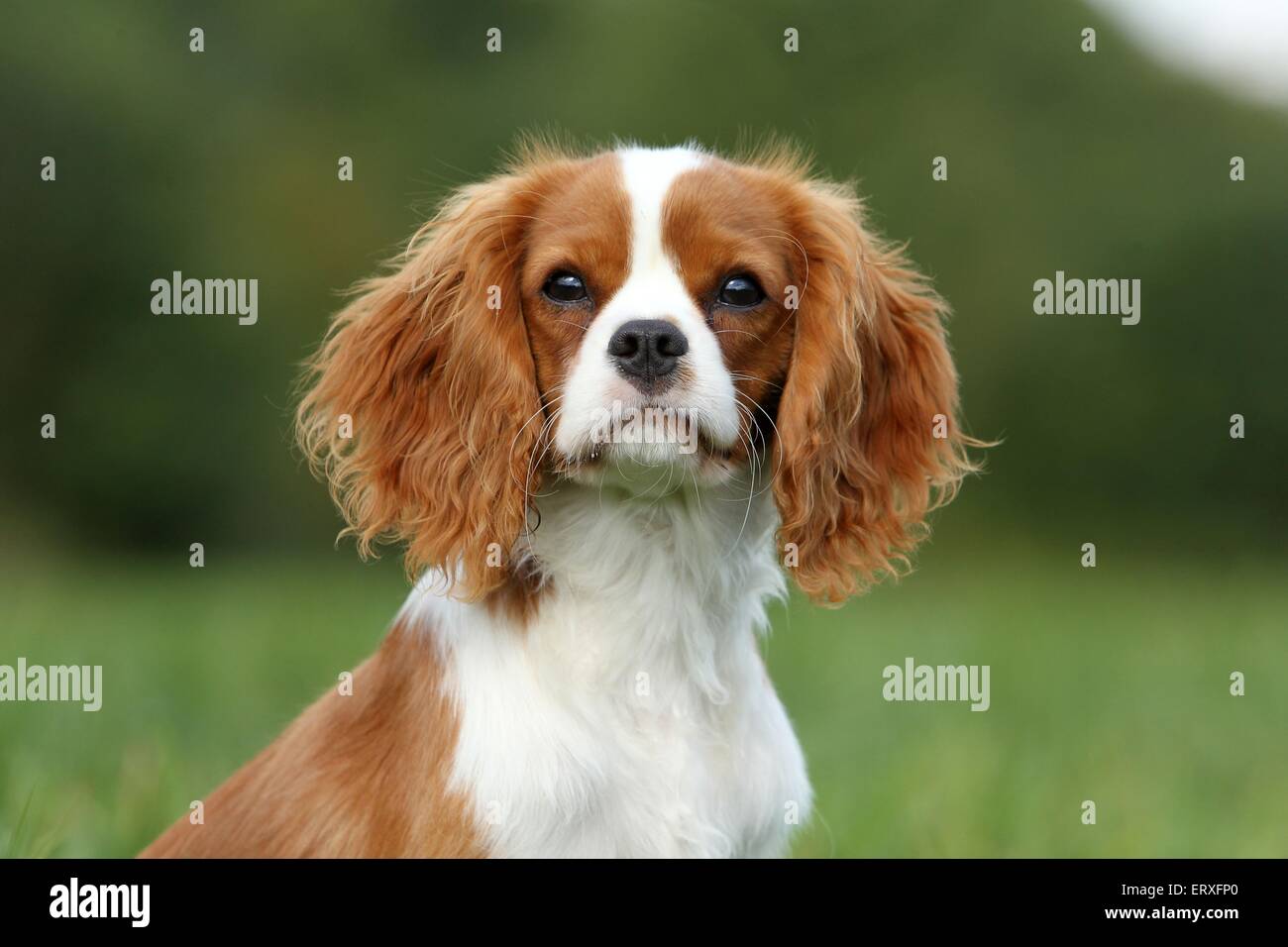 Cavalier King Charles Spaniel Portrait Stock Photo - Alamy