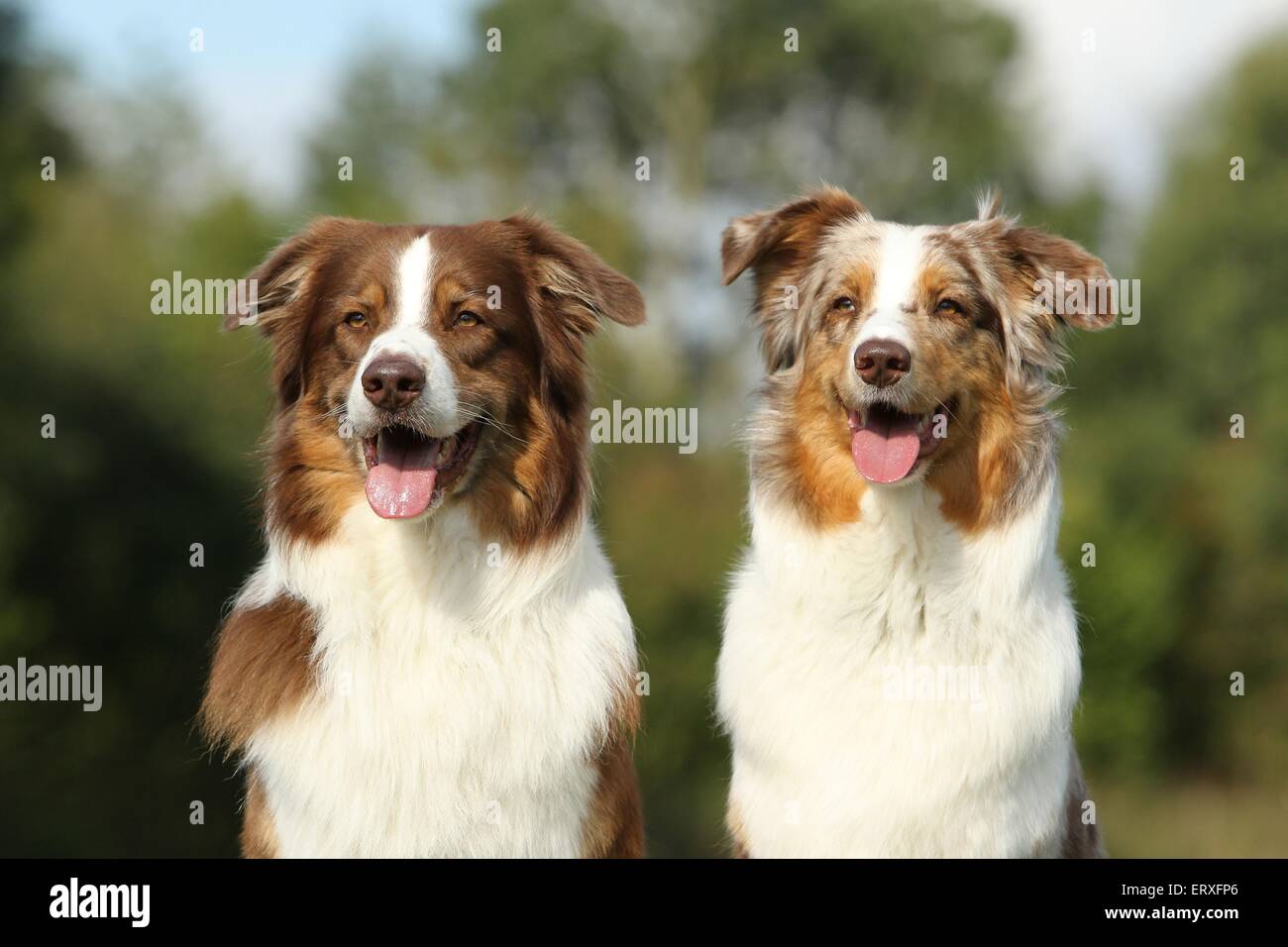 2 Australian Shepherds Stock Photo - Alamy