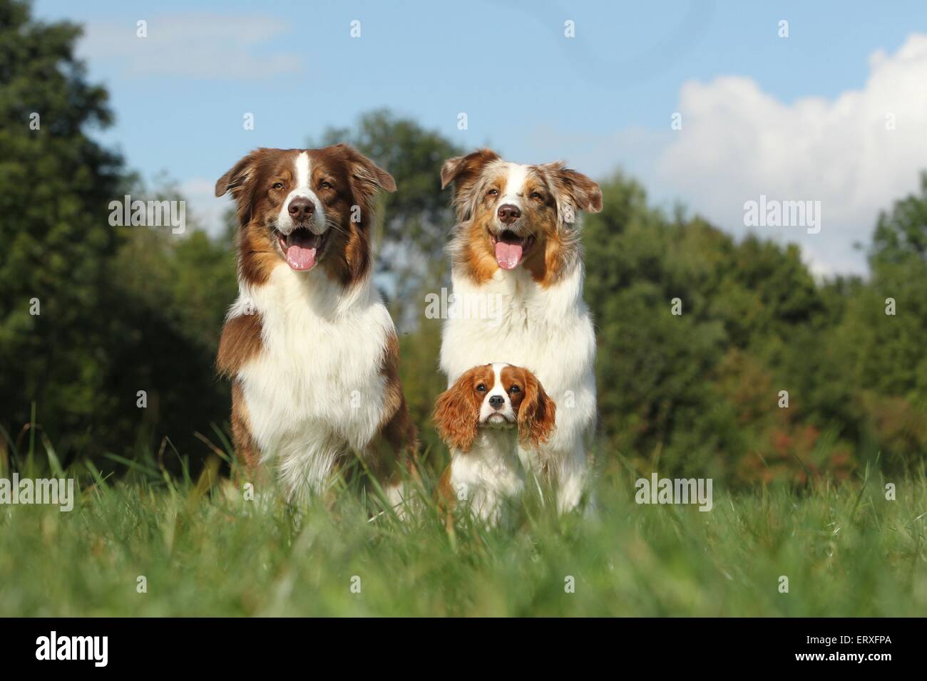 Tri colored dogs hi-res stock photography and images - Alamy
