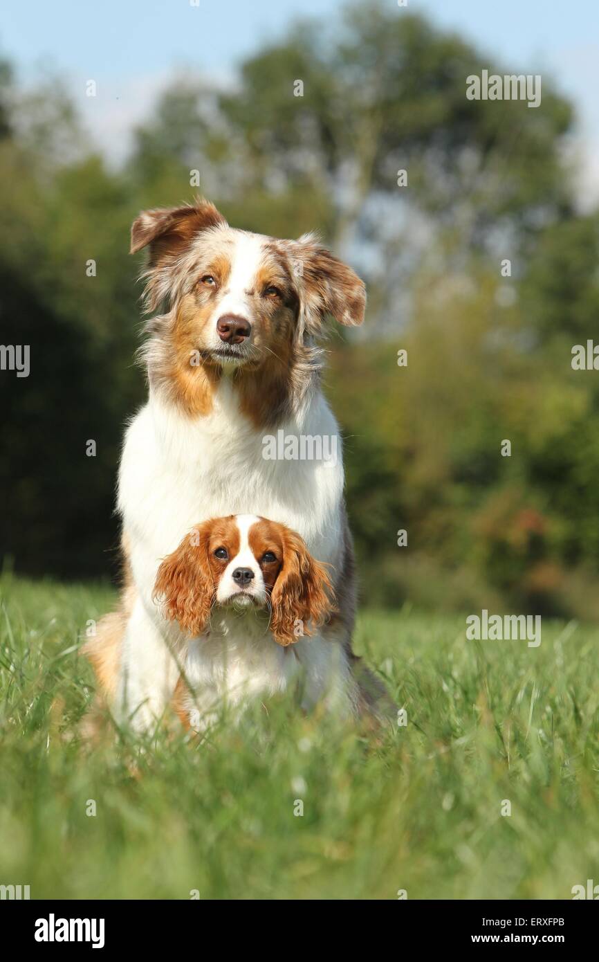 King shepherd dog hi-res stock photography and images - Alamy