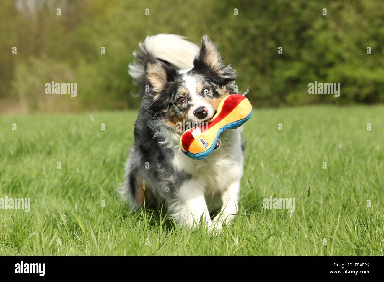 playing Australian Shepherd Stock Photo - Alamy