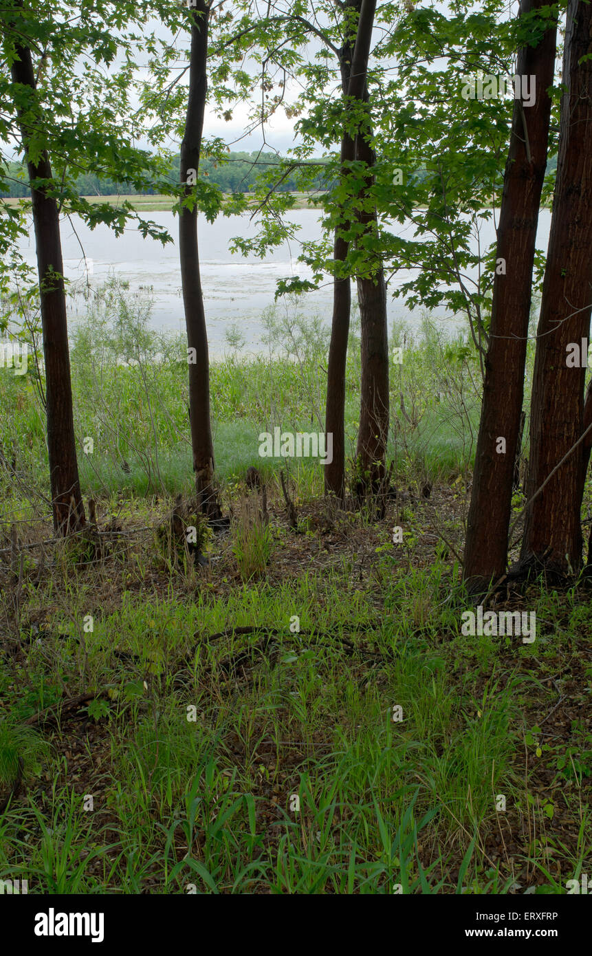 forest thicket along banks of gun club lake in minnesota valley ...