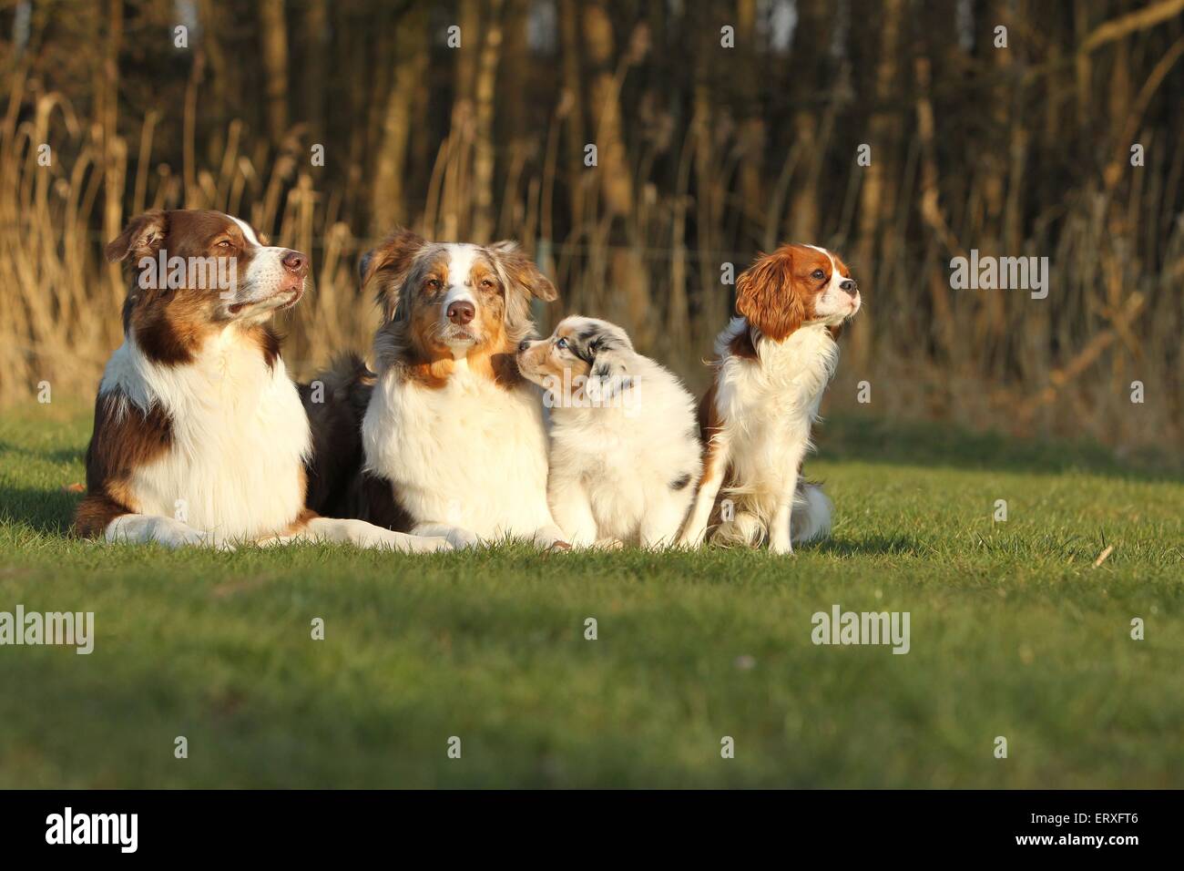 4 sheepdogs hi-res stock photography and images - Alamy