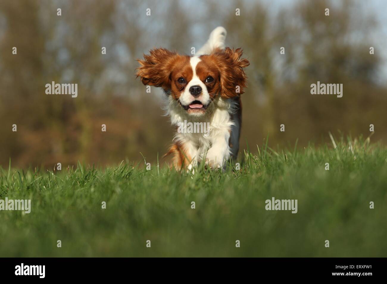 running Cavalier King Charles Spaniel Stock Photo - Alamy