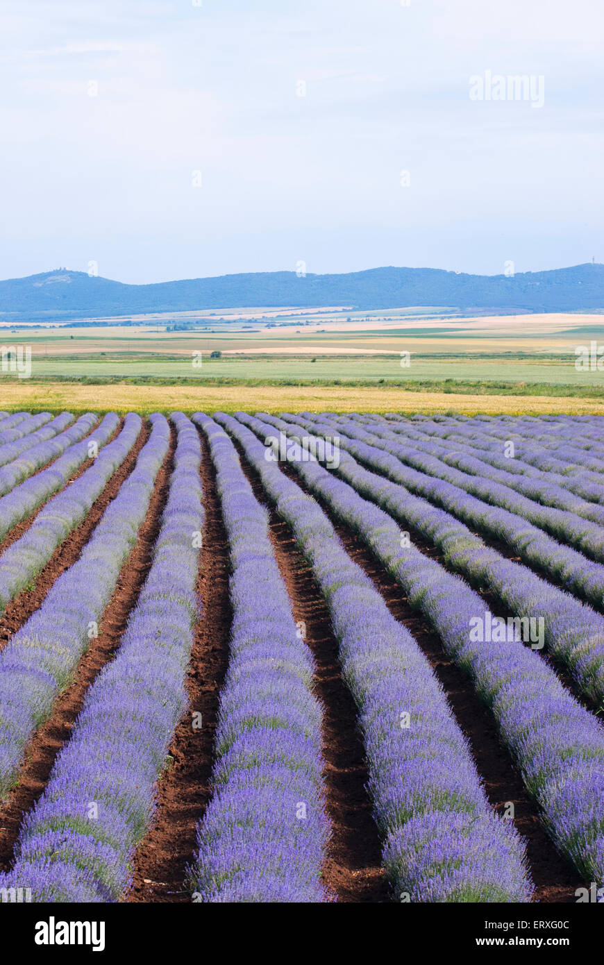 Lavender fields bulgaria hi-res stock photography and images - Alamy