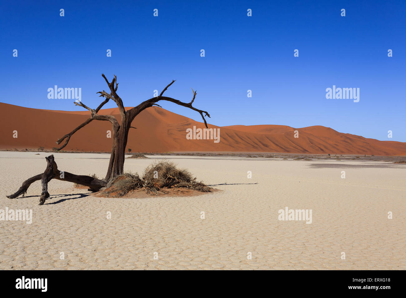 Death trees hi-res stock photography and images - Alamy