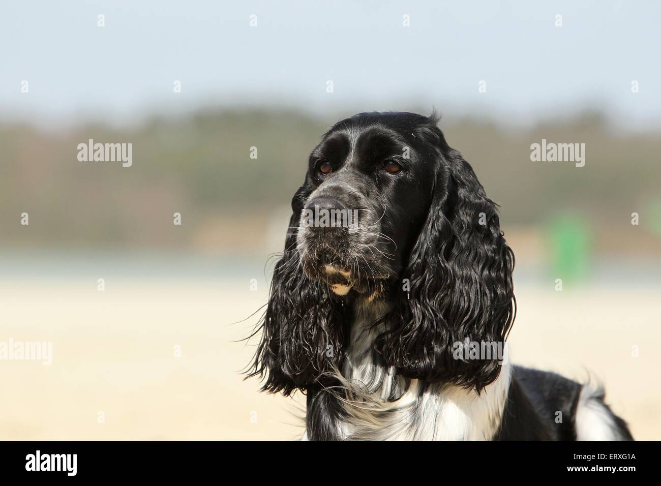English Springer Spaniel Portrait Stock Photo - Alamy