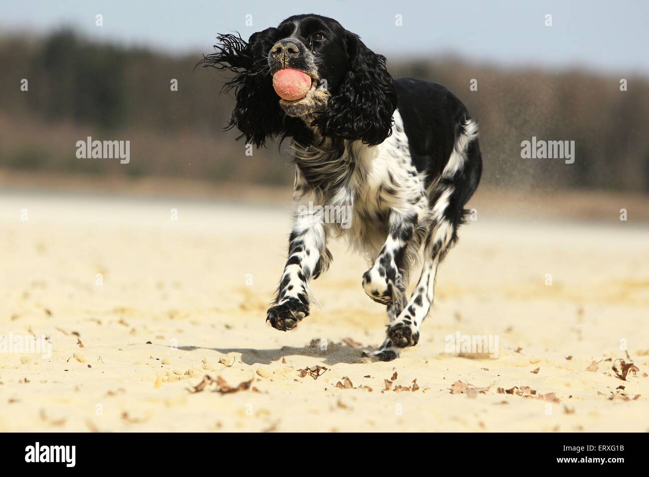 Black white springer spaniel toy hi-res stock photography and images ...