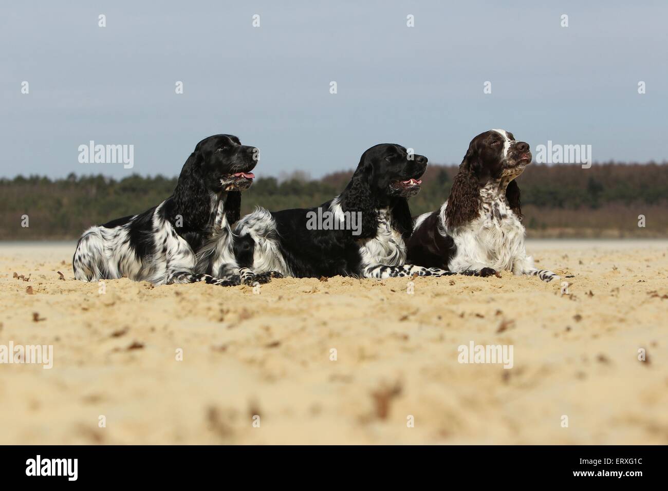 English Springer Spaniels Stock Photo - Alamy