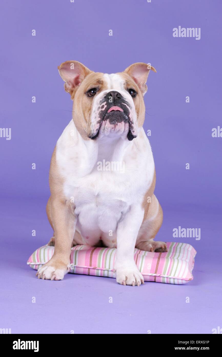 sitting English Bulldog Stock Photo - Alamy