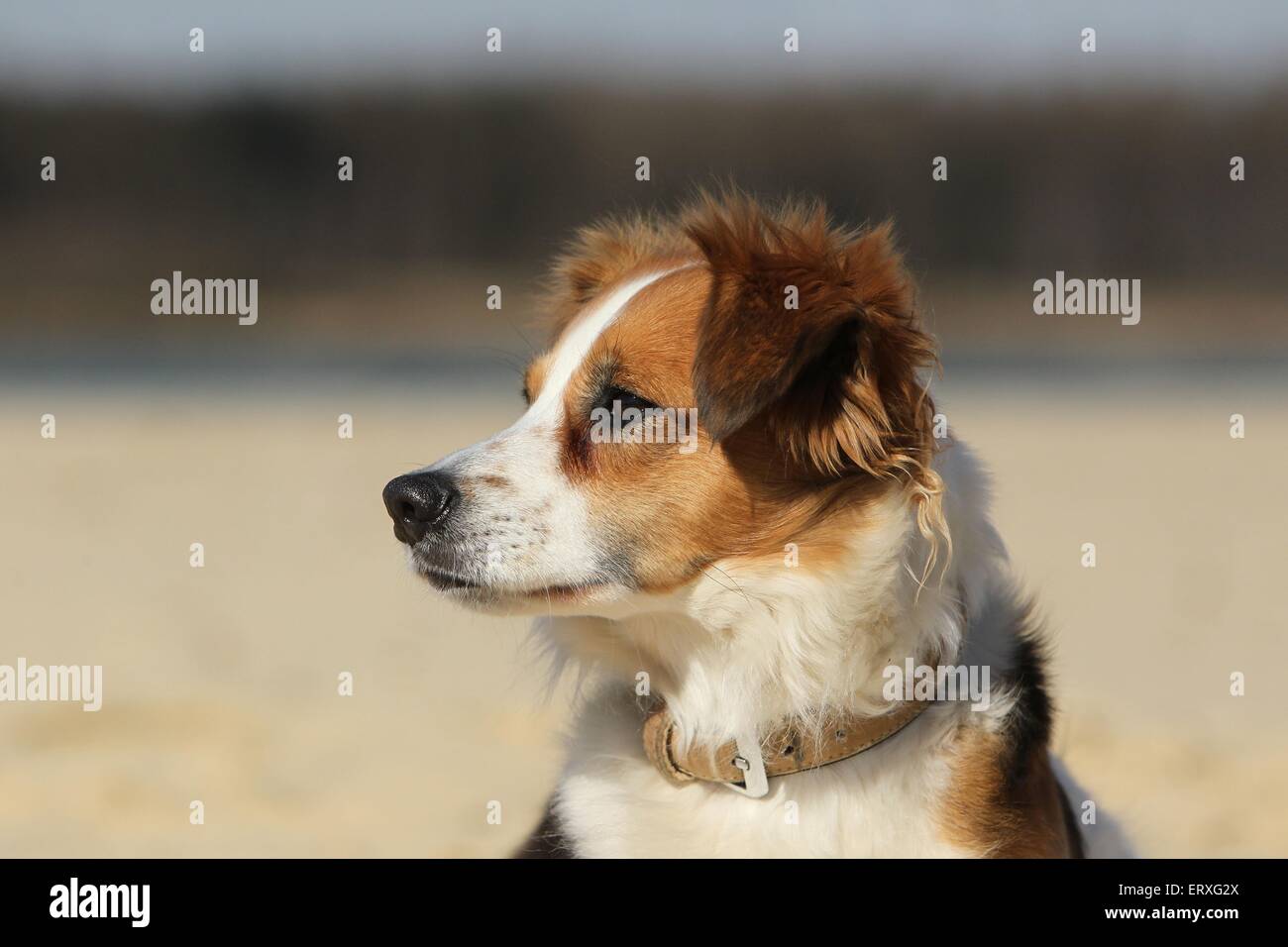 Krom dog Portrait Stock Photo - Alamy