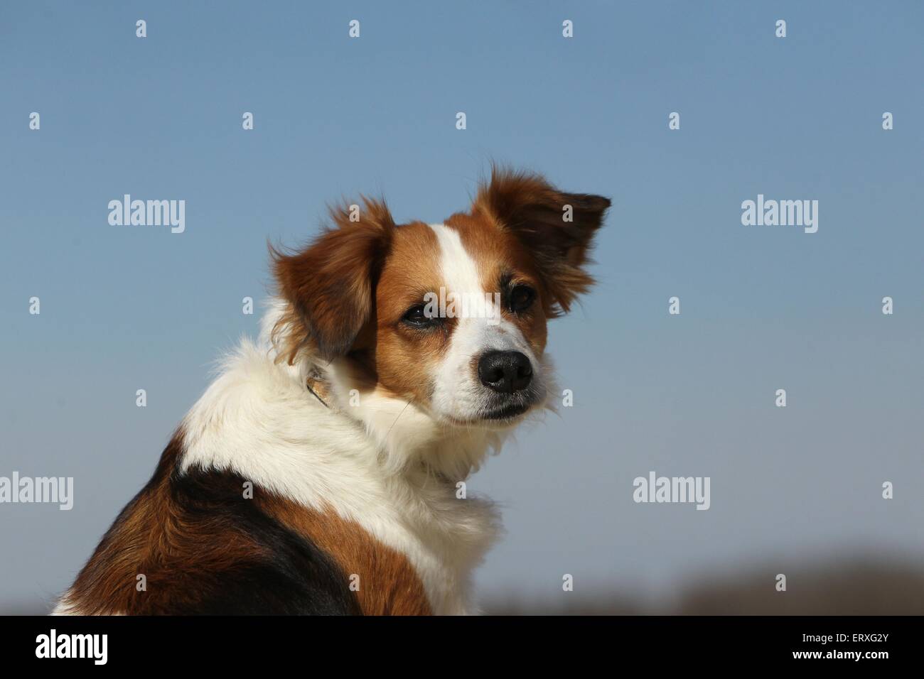 Krom dog Portrait Stock Photo - Alamy
