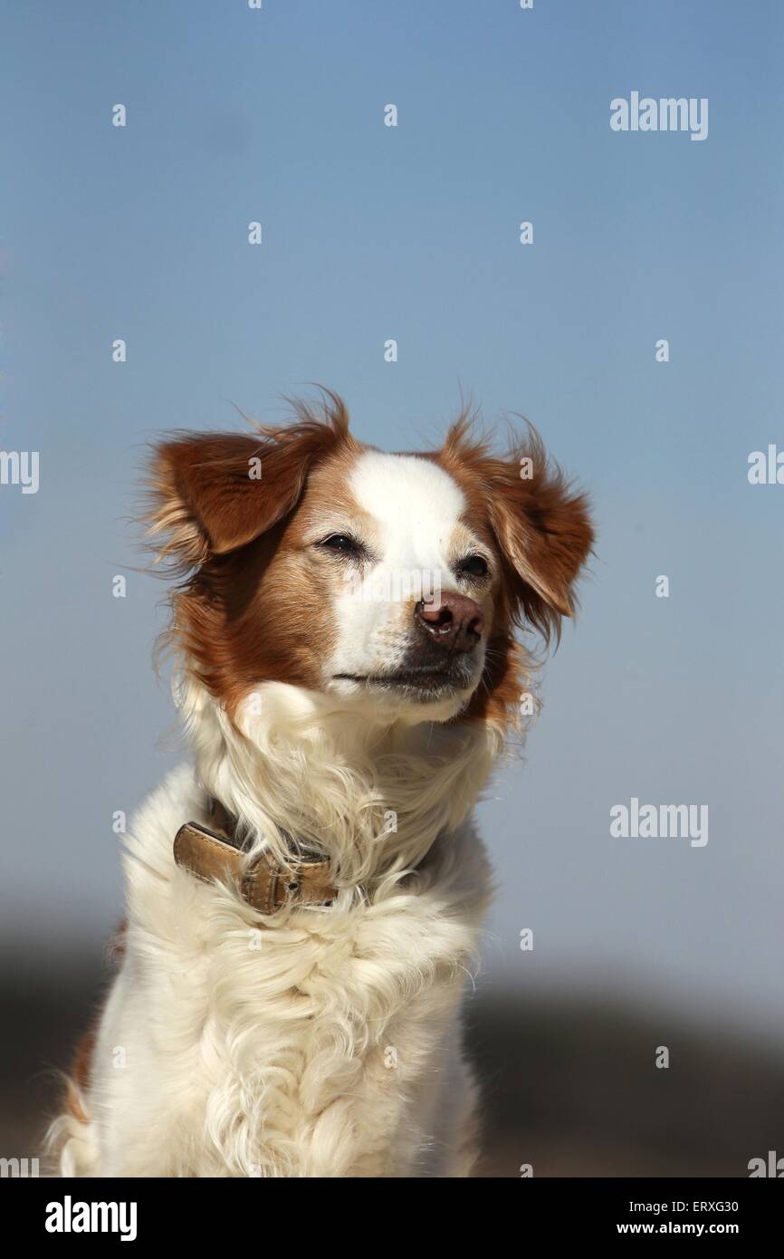 Krom dog Portrait Stock Photo - Alamy