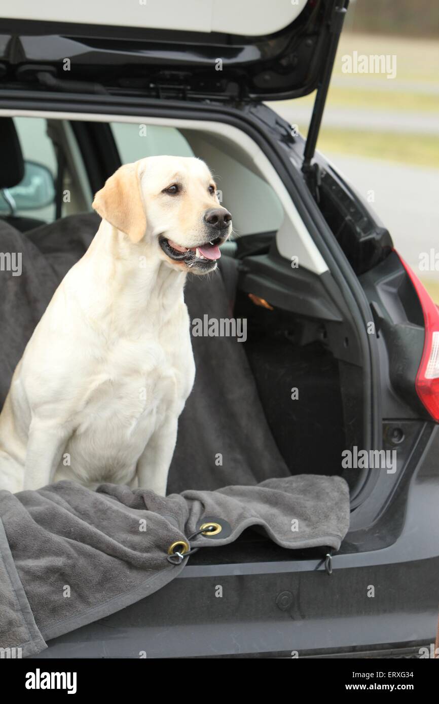 sitting Labrador Retriever Stock Photo - Alamy
