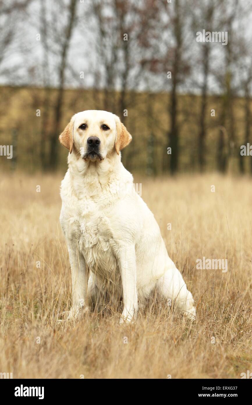 sitting Labrador Retriever Stock Photo - Alamy