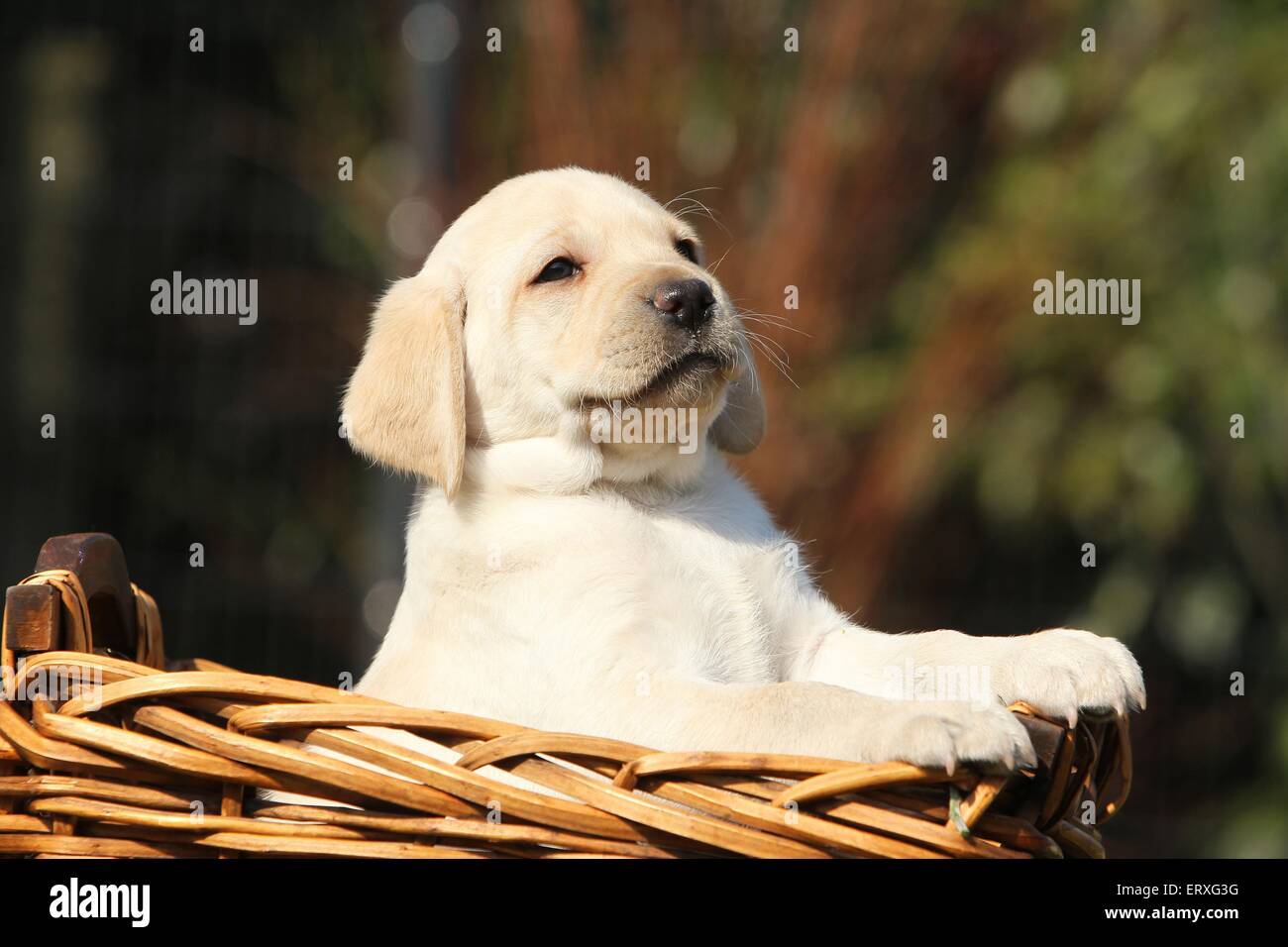 Labrador Retriever Puppy Stock Photo - Alamy