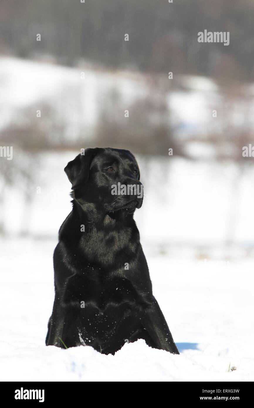 sitting Labrador Retriever Stock Photo - Alamy