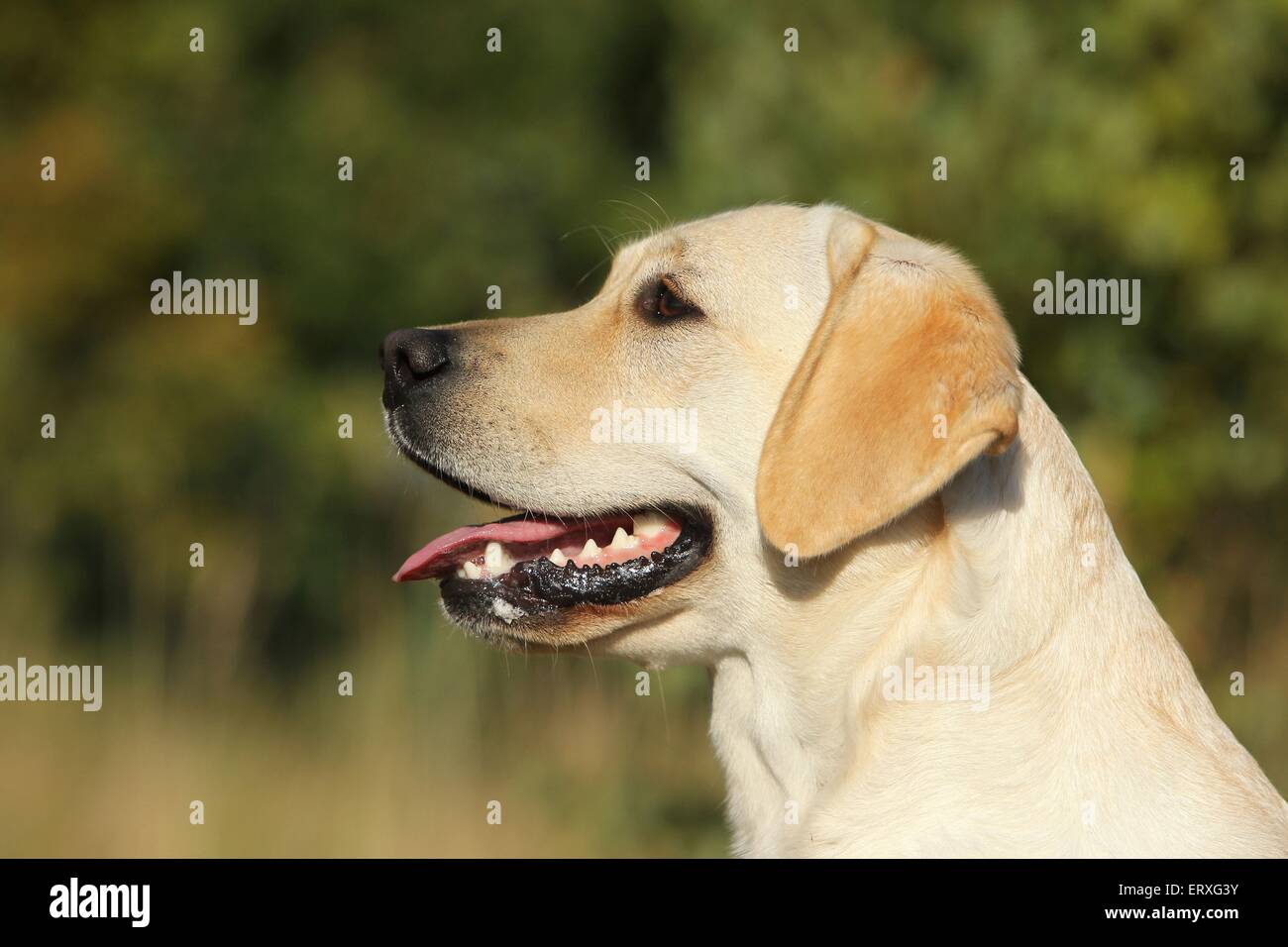 Labrador Retriever Portrait Stock Photo - Alamy