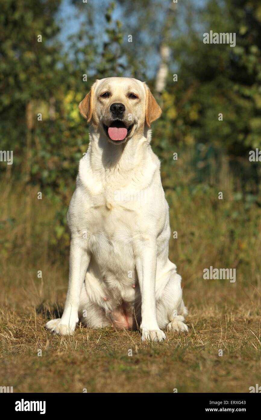 sitting Labrador Retriever Stock Photo - Alamy
