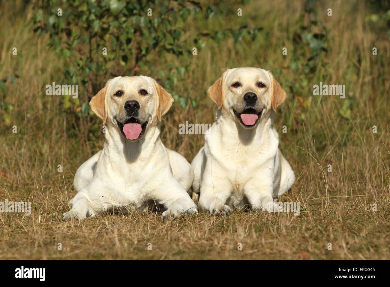 2 Labrador Retrievers Stock Photo - Alamy