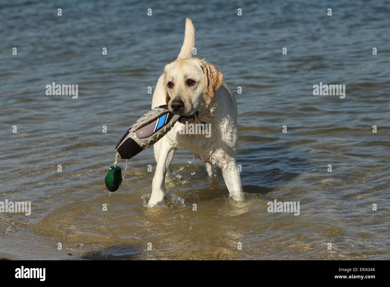 retrieving Labrador Retriever Stock Photo - Alamy
