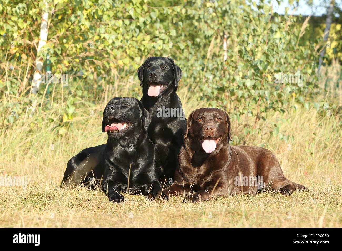 3 Labrador Retrievers Stock Photo - Alamy