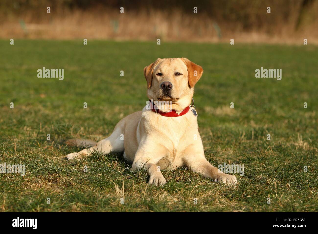 lying Labrador Retriever Stock Photo - Alamy