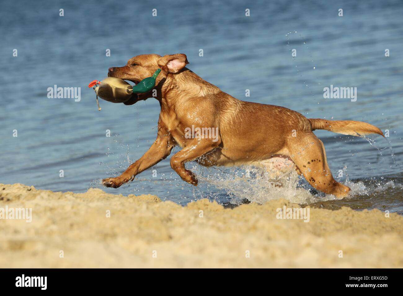 retrieving Labrador Retriever Stock Photo - Alamy