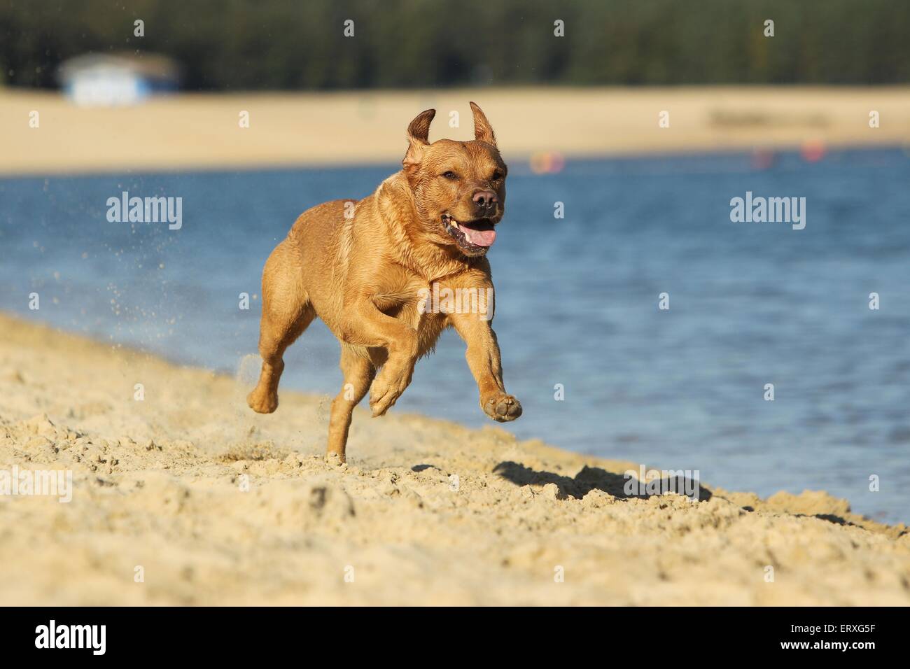 running Labrador Retriever Stock Photo - Alamy