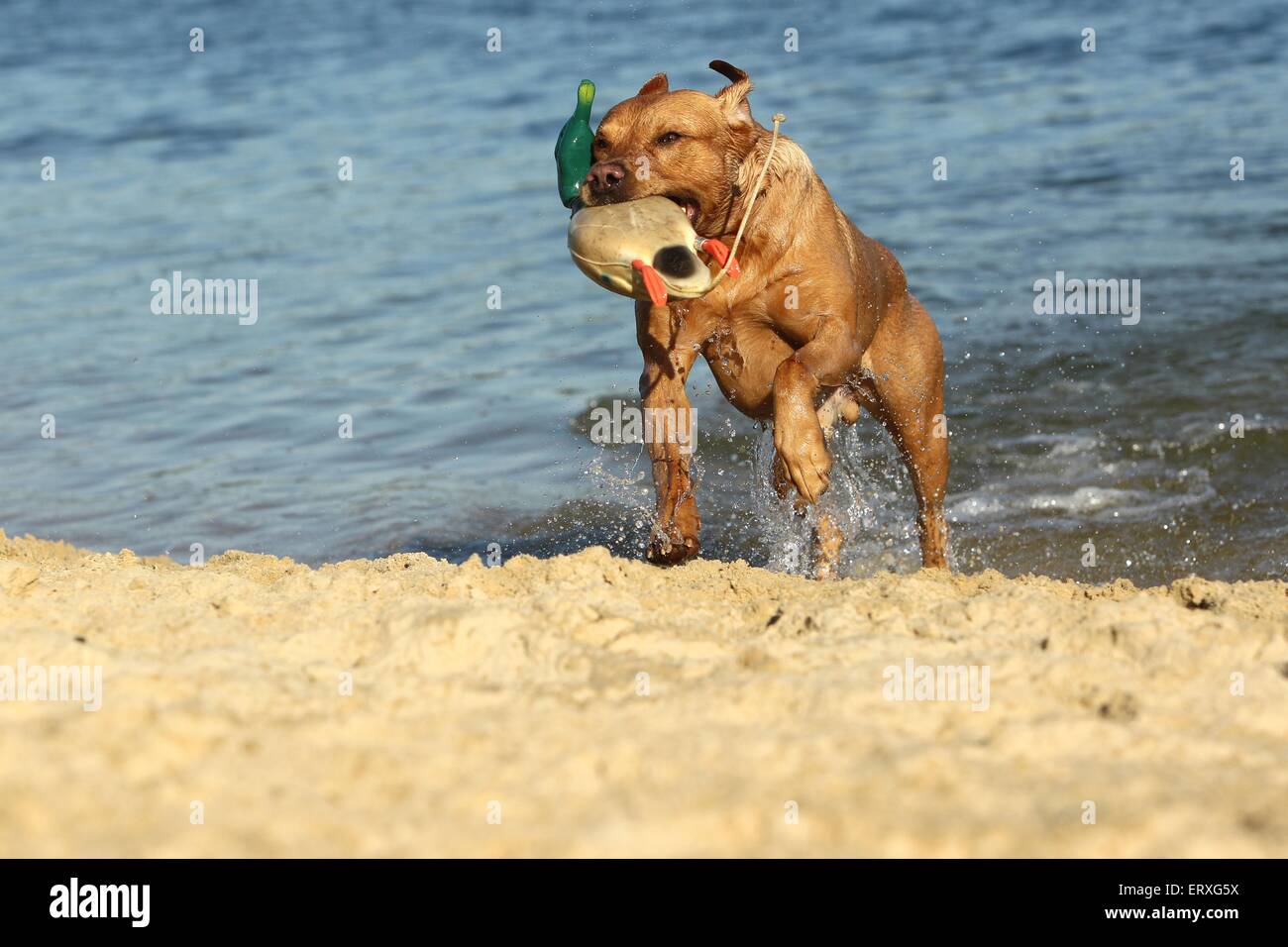 retrieving Labrador Retriever Stock Photo - Alamy