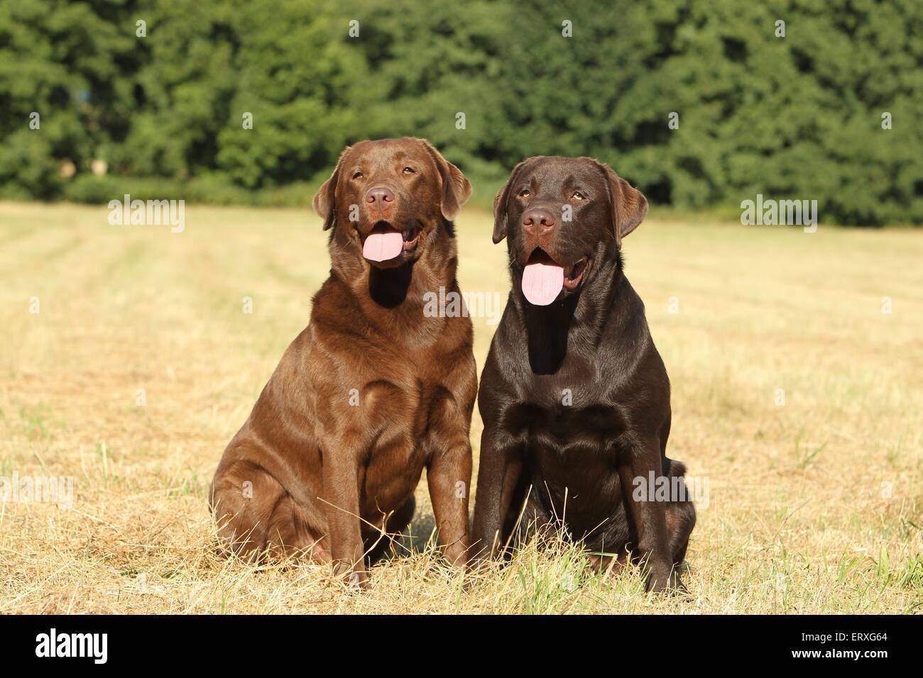 2 Labrador Retriever Stock Photo - Alamy