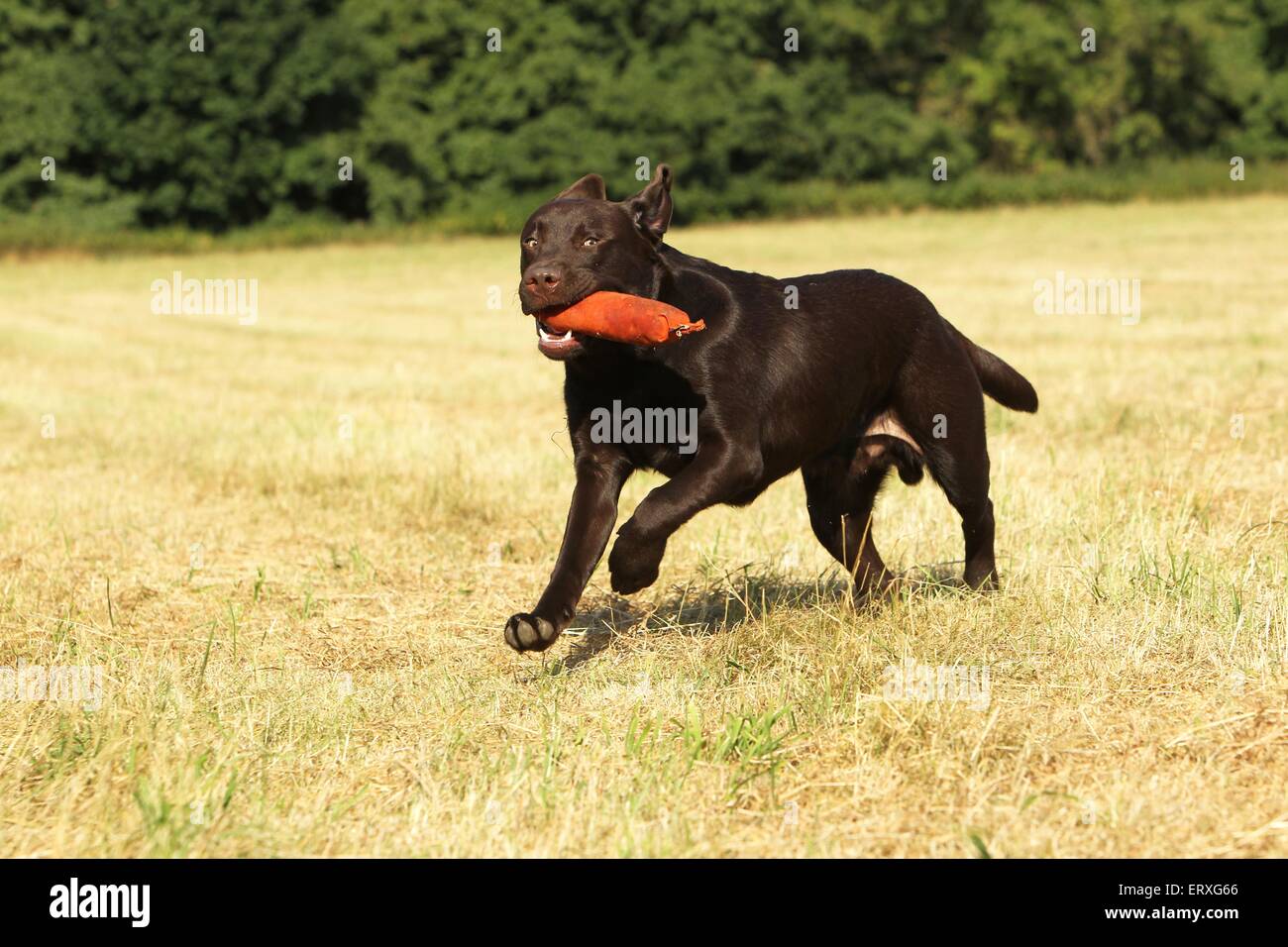 playing Labrador Retriever Stock Photo - Alamy