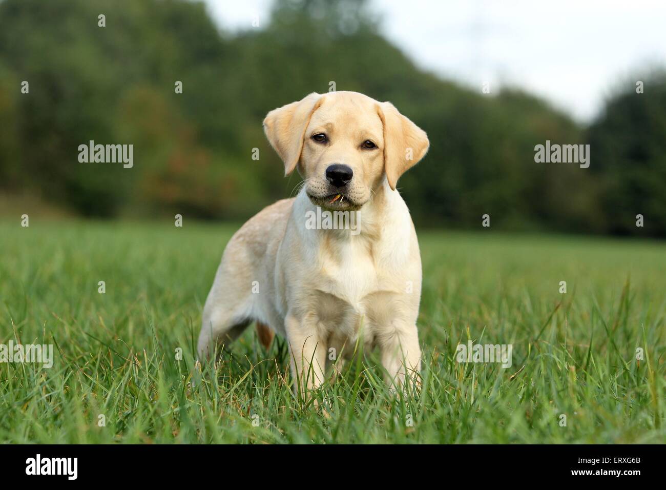 Labrador Retriever Puppy Stock Photo - Alamy