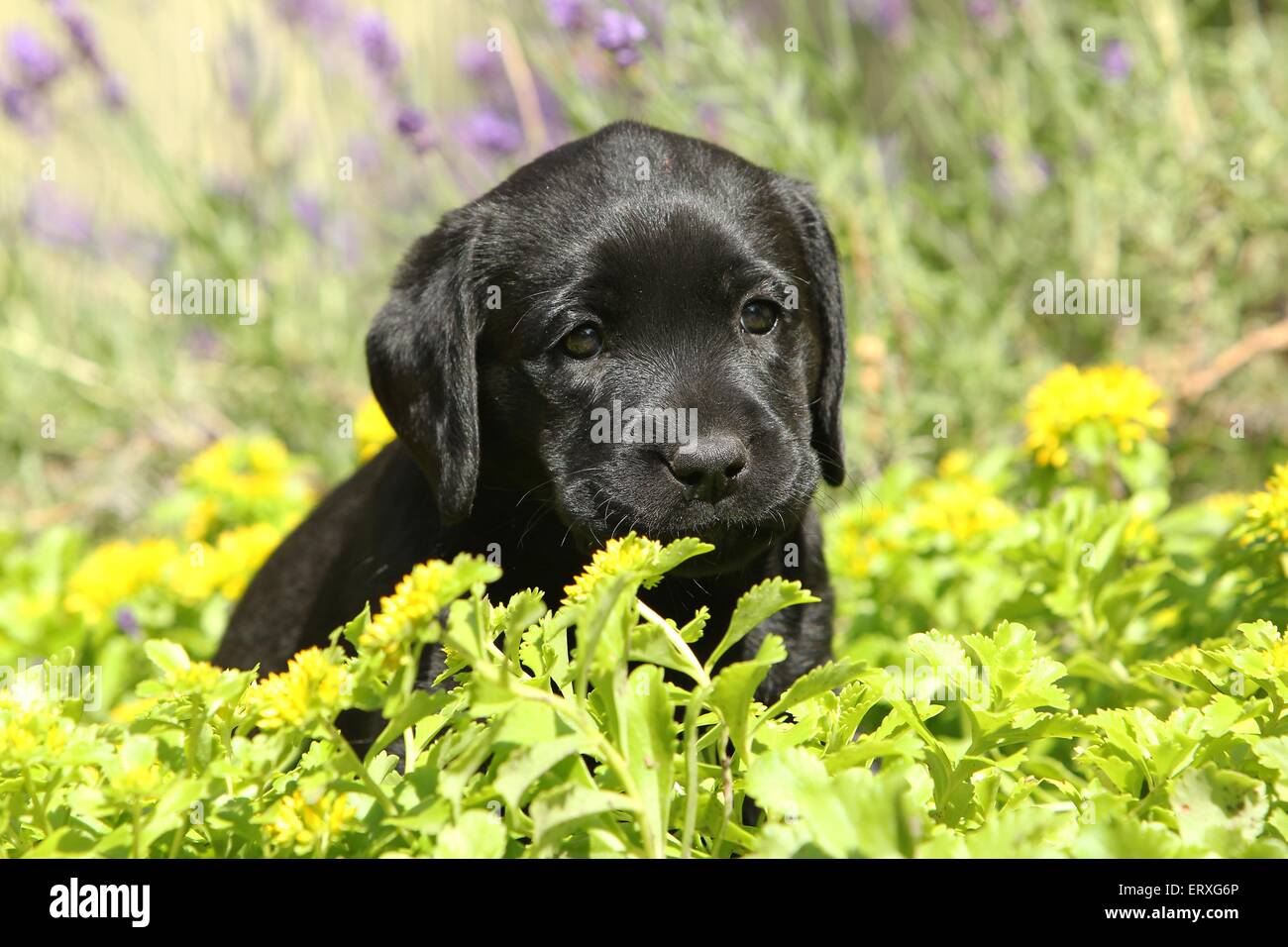 Black Labrador Retriever Flower High Resolution Stock Photography and ...