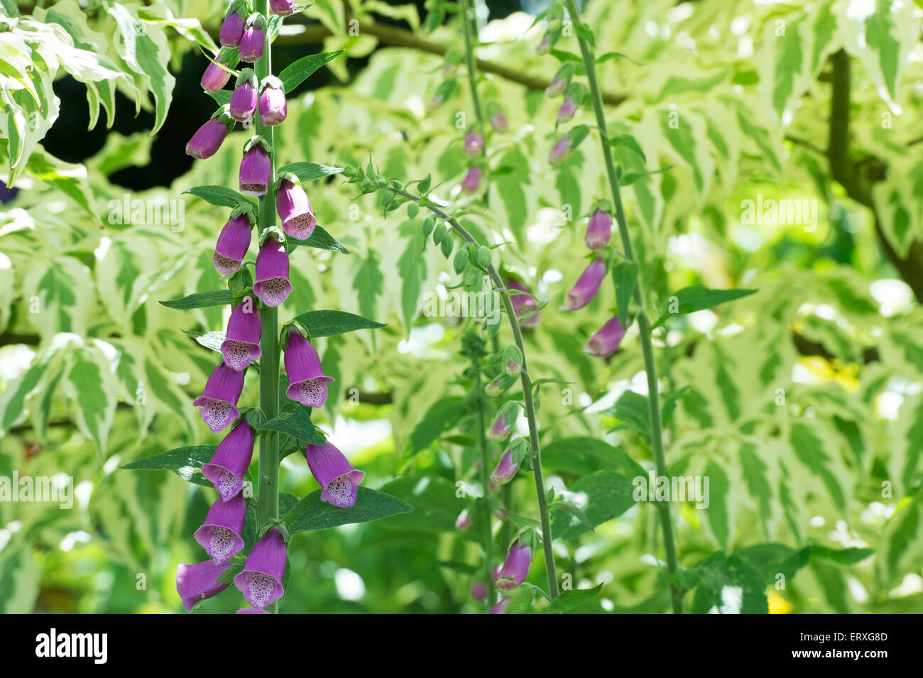 Foxglove tree hi-res stock photography and images - Alamy