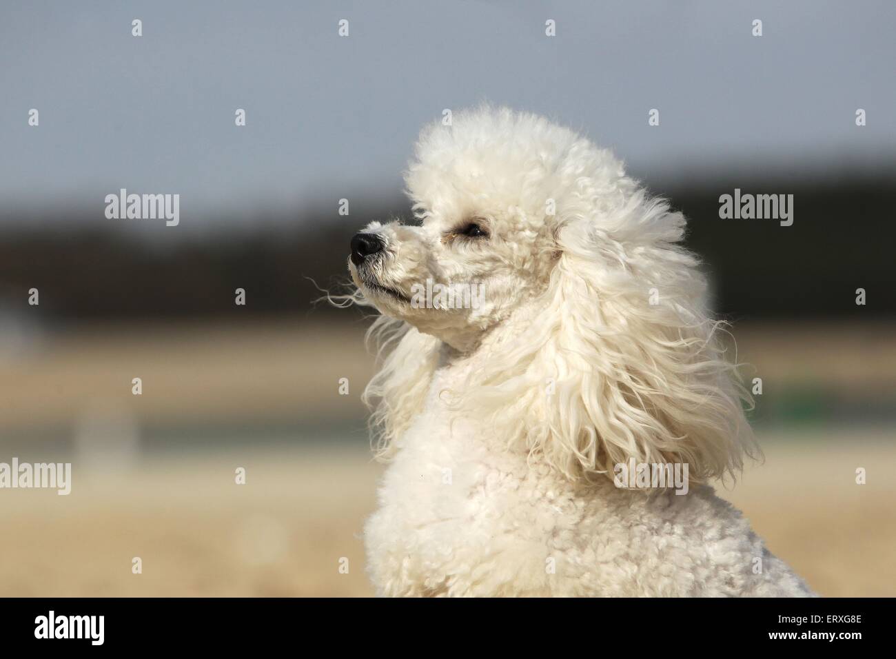 Miniature Poodle Portrait Stock Photo - Alamy