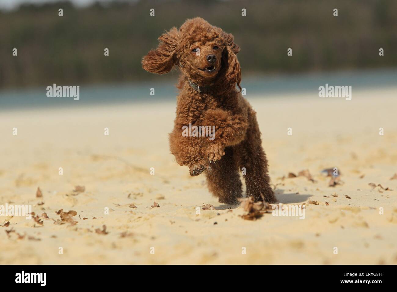 running Miniature Poodle Stock Photo - Alamy